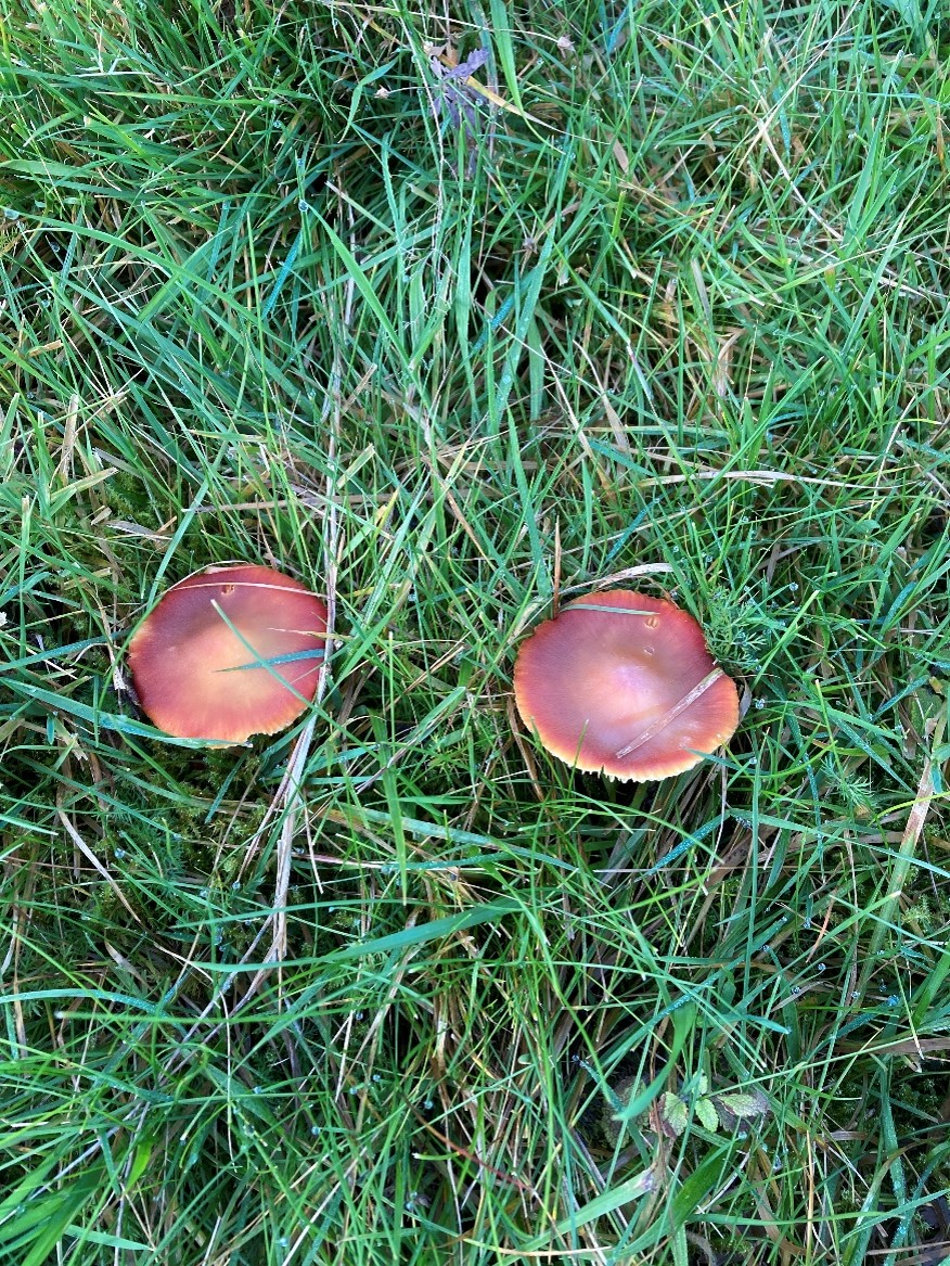 Wonderful Waxcaps – The Glenmidge Burn Project